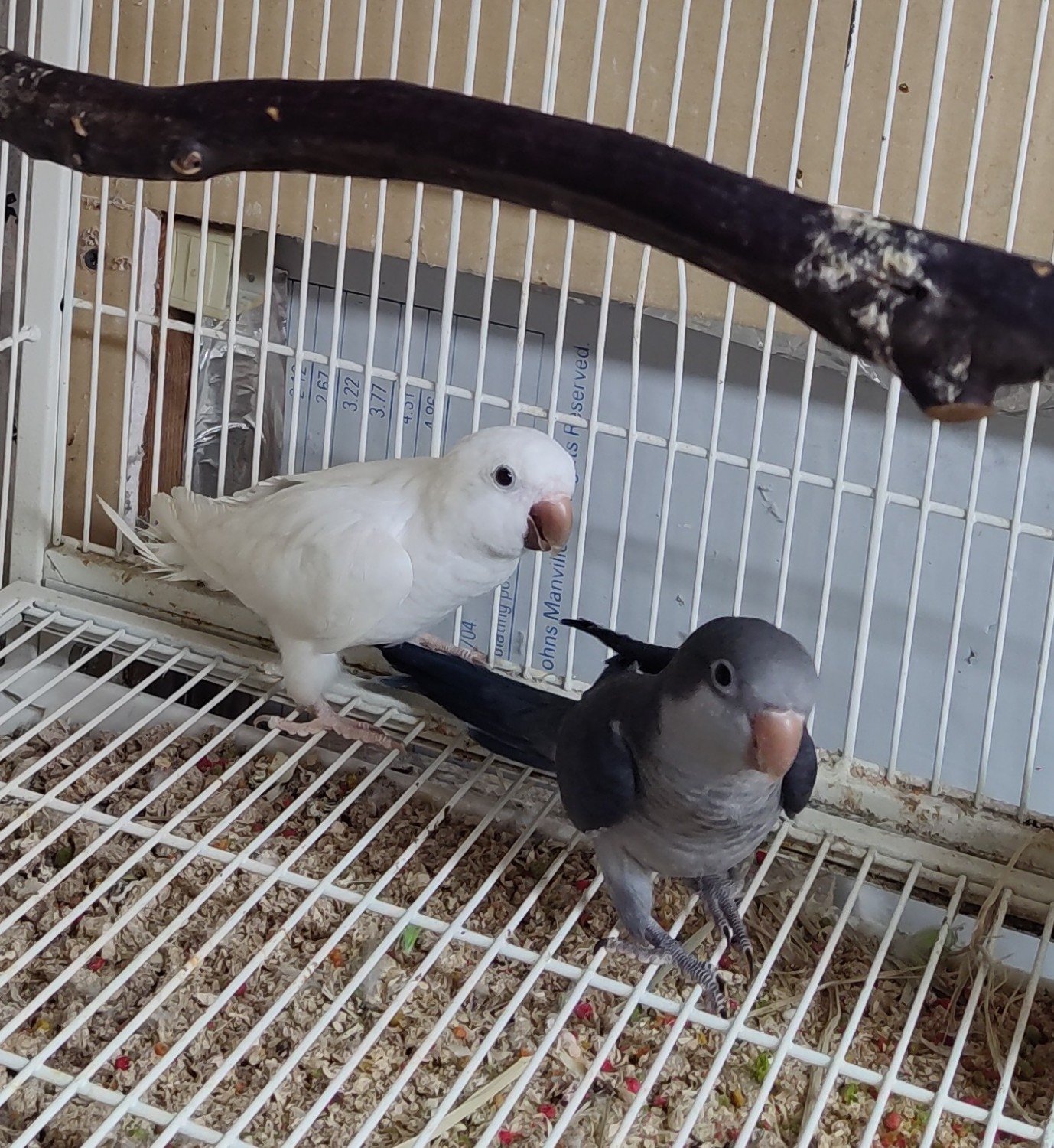 Quaker Parrot Birds For Sale | Austin, TX #472689