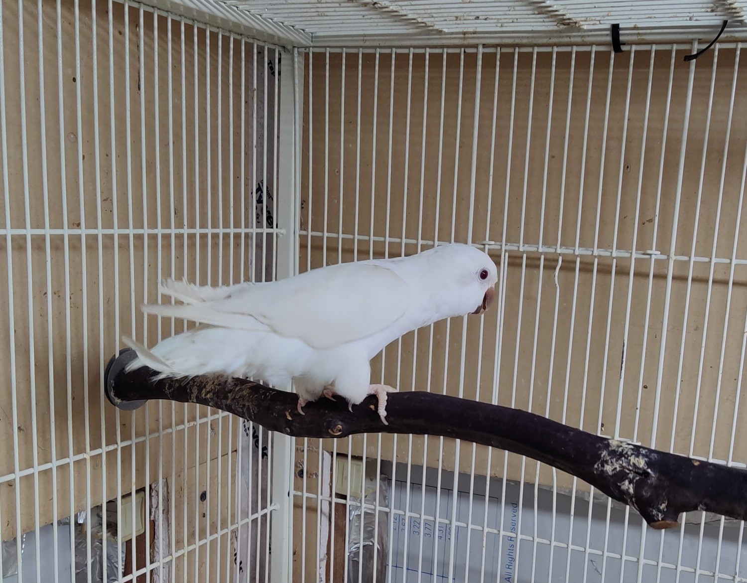 Quaker Parrot Birds For Sale | Austin, TX #472689