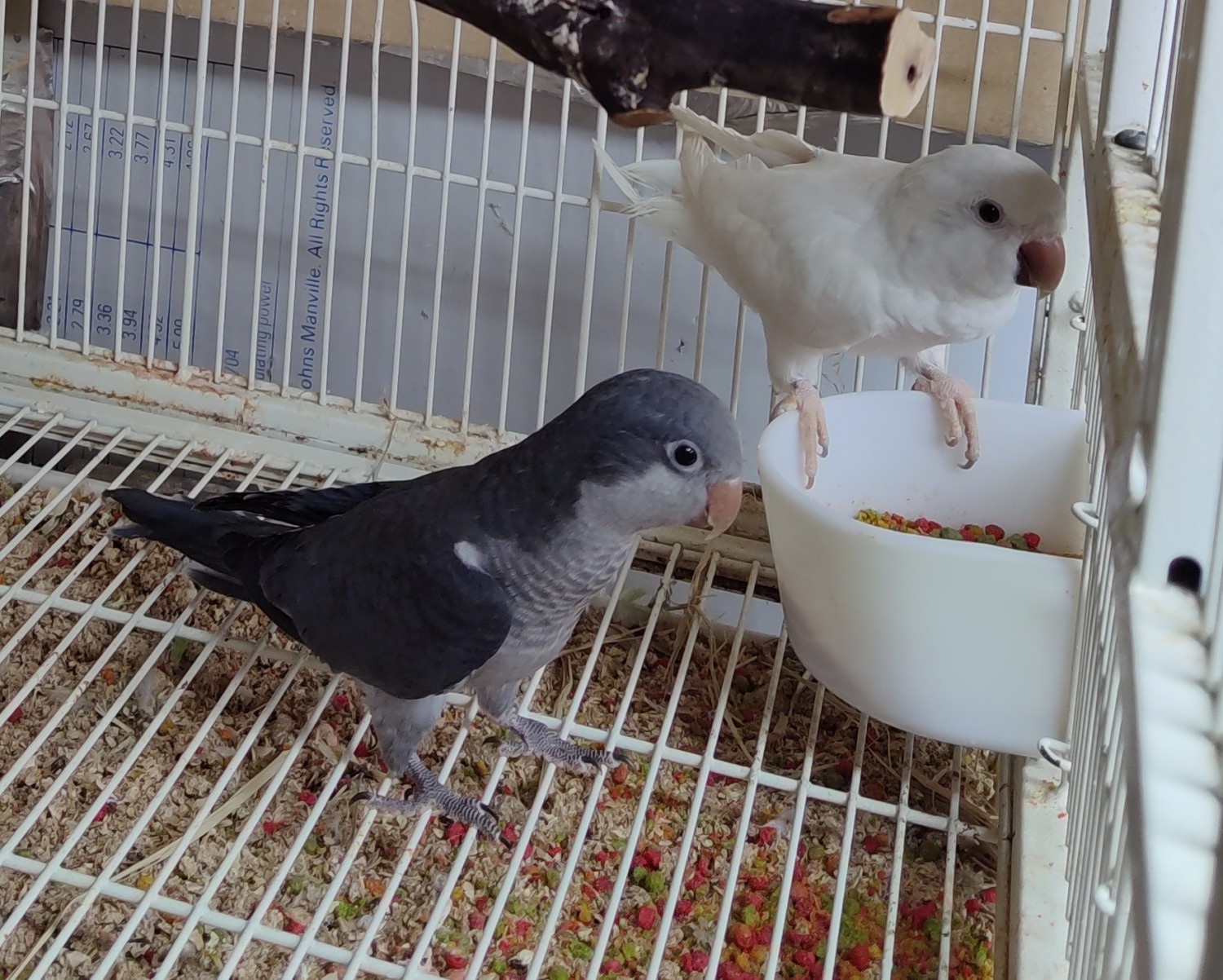 Quaker Parrot Birds For Sale | Austin, TX #472689