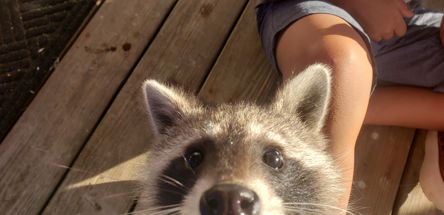 Raccoon Animals For Sale | Gibsonia, PA #341336 | Petzlover
