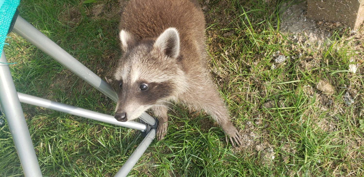 Raccoon Animals For Sale | Gibsonia, PA #341336 | Petzlover