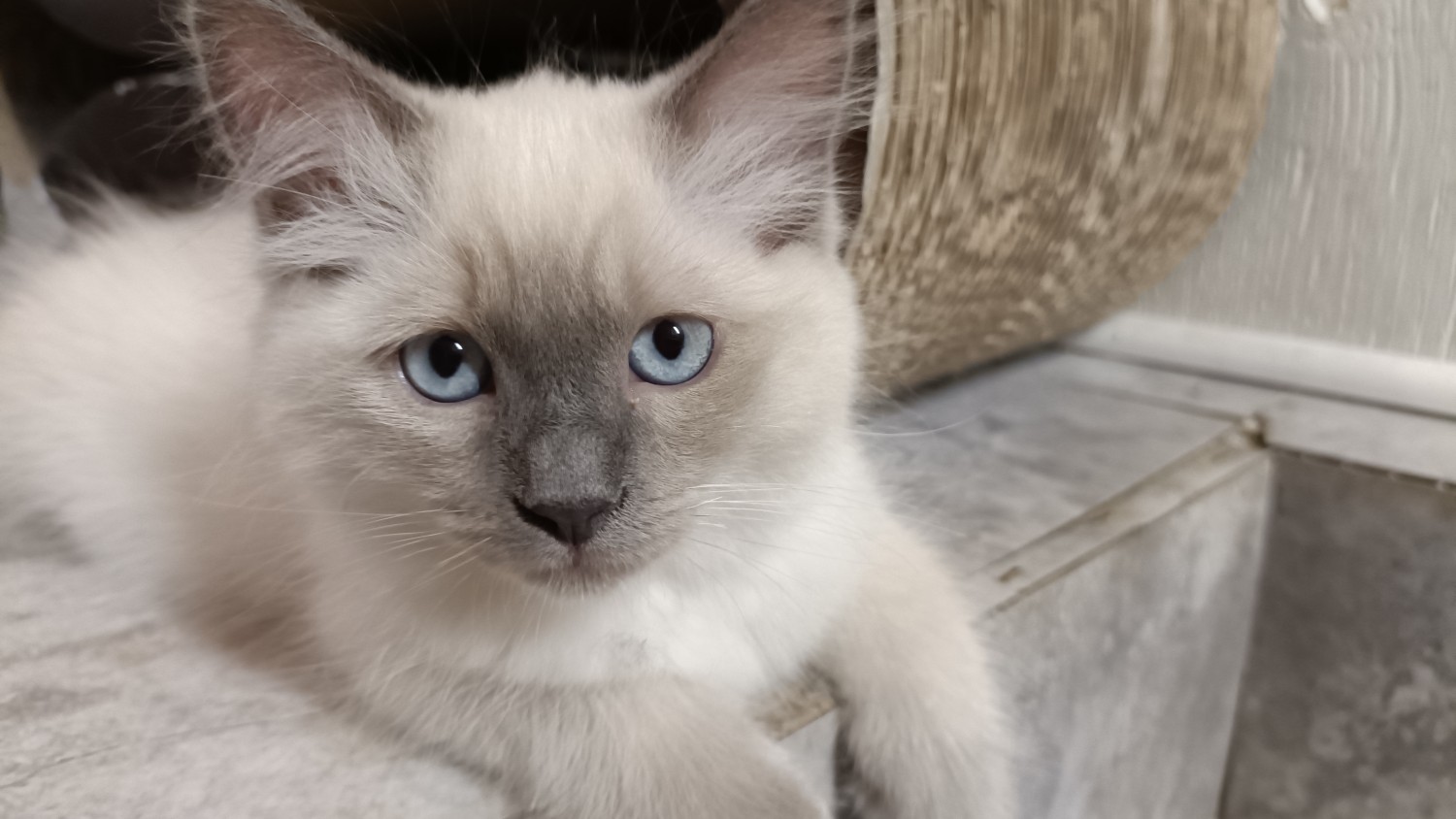 Ragdoll Cats For Sale | Vancouver, WA #461642 | Petzlover