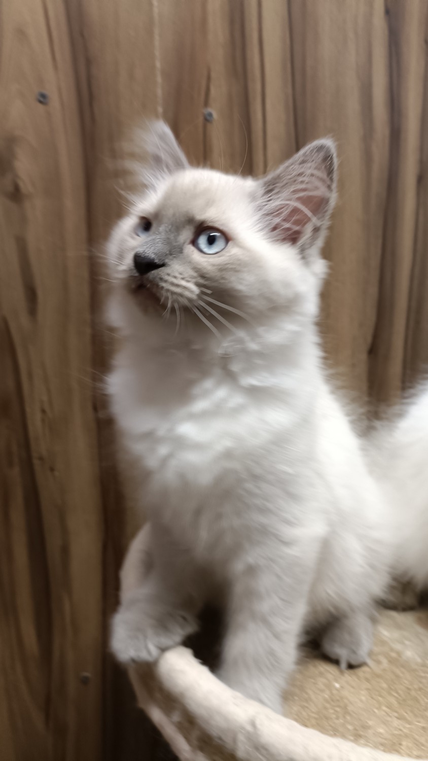 Ragdoll Cats For Sale | Vancouver, WA #461642 | Petzlover