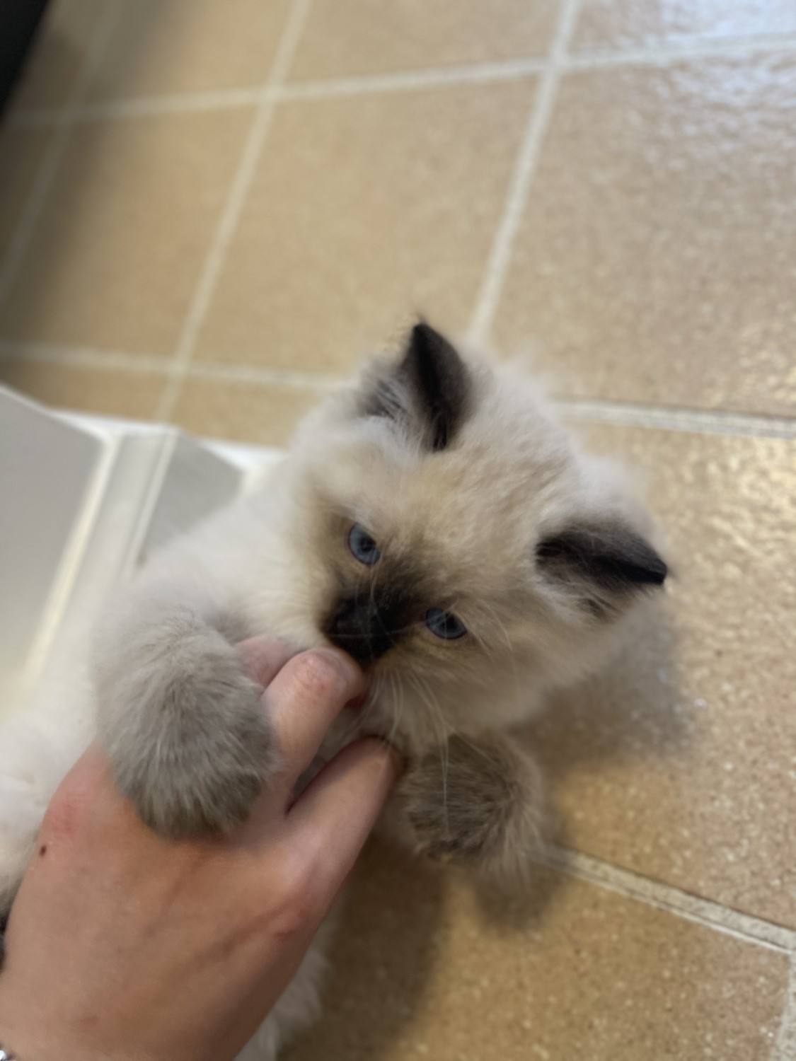 Ragdoll Cats For Sale | Rochester, NY #468989 | Petzlover