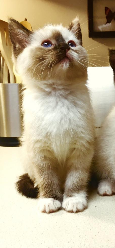 Ragdoll Cats For Sale | Rochester, NY #75397 | Petzlover