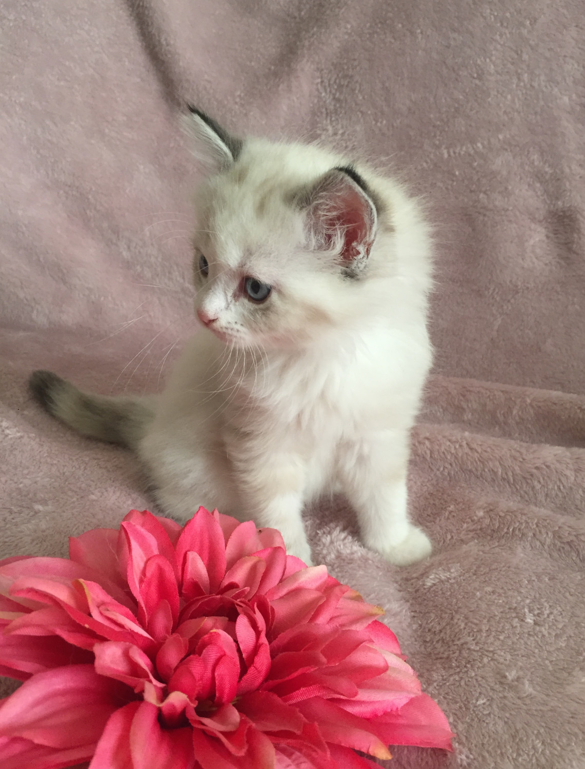 Ragdoll Cats For Sale | Palmdale, CA #275960 | Petzlover