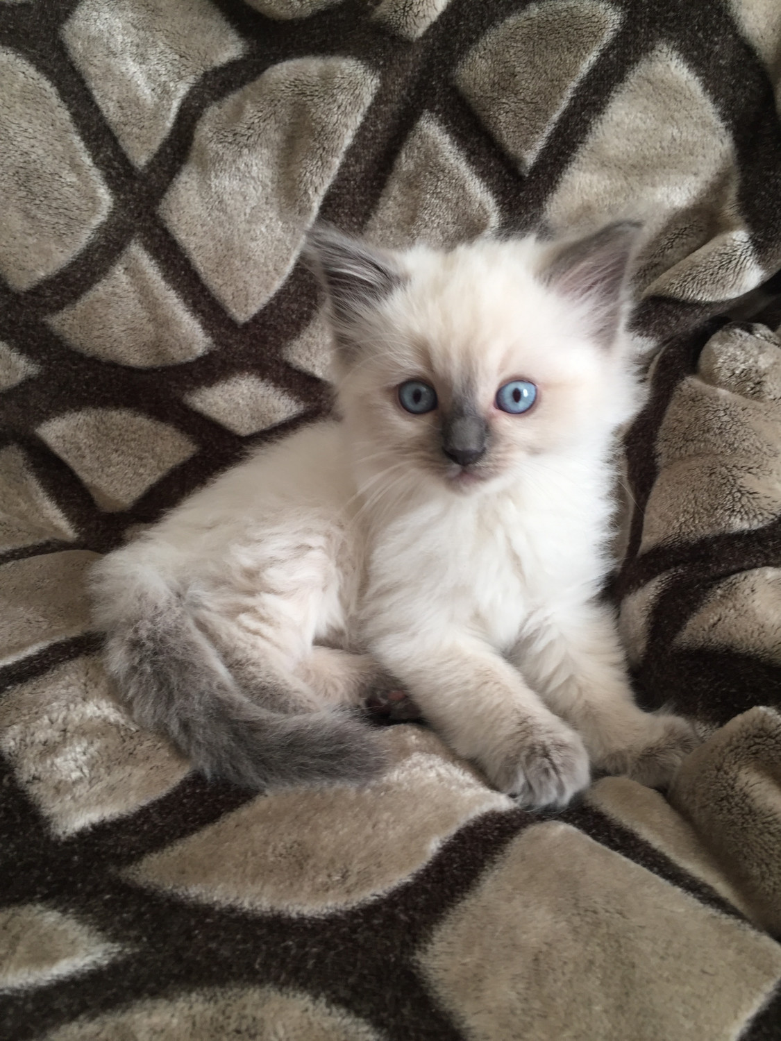 Ragdoll Cats For Sale | Palmdale, CA #275960 | Petzlover