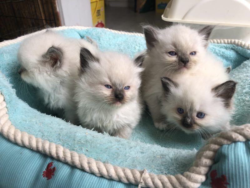 Ragdoll Cats For Sale | Arcadia, CA #284476 | Petzlover