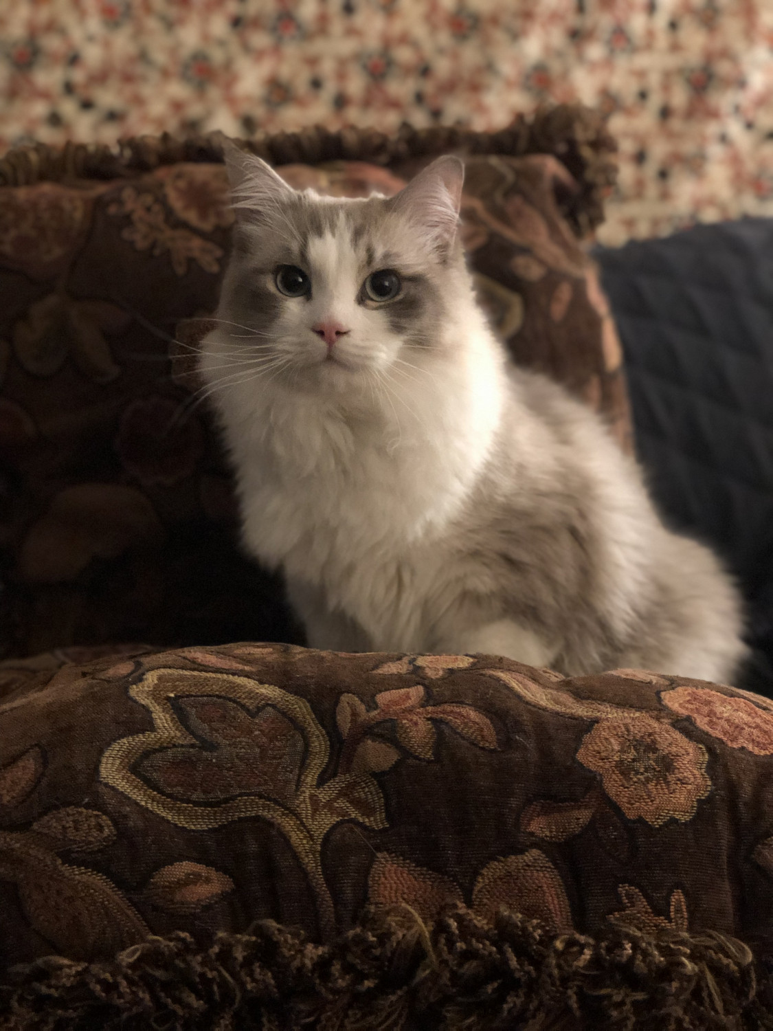 Ragdoll Cats For Sale | State College, PA #292320