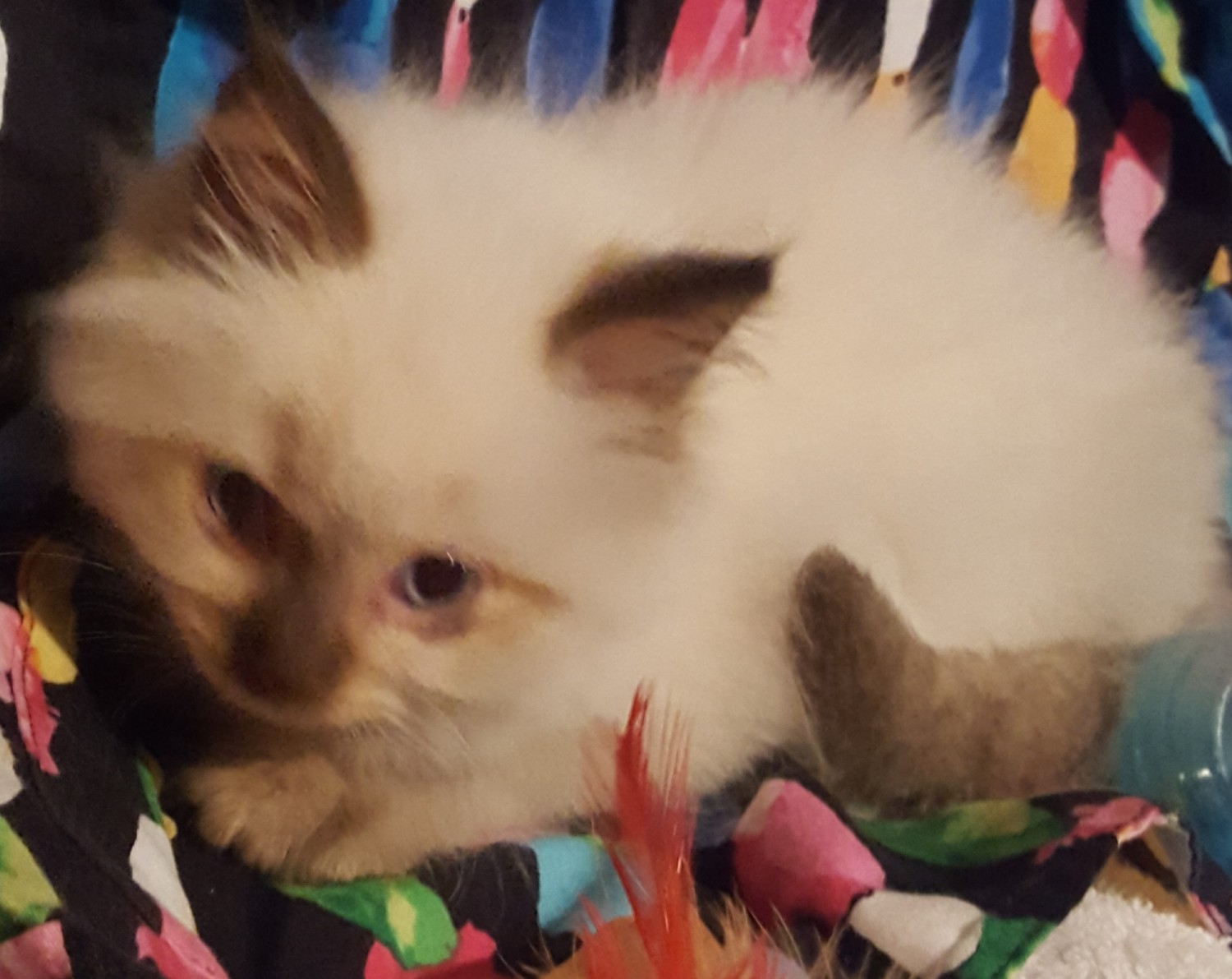 Ragdoll Cats For Sale | Nashville, TN #306324 | Petzlover