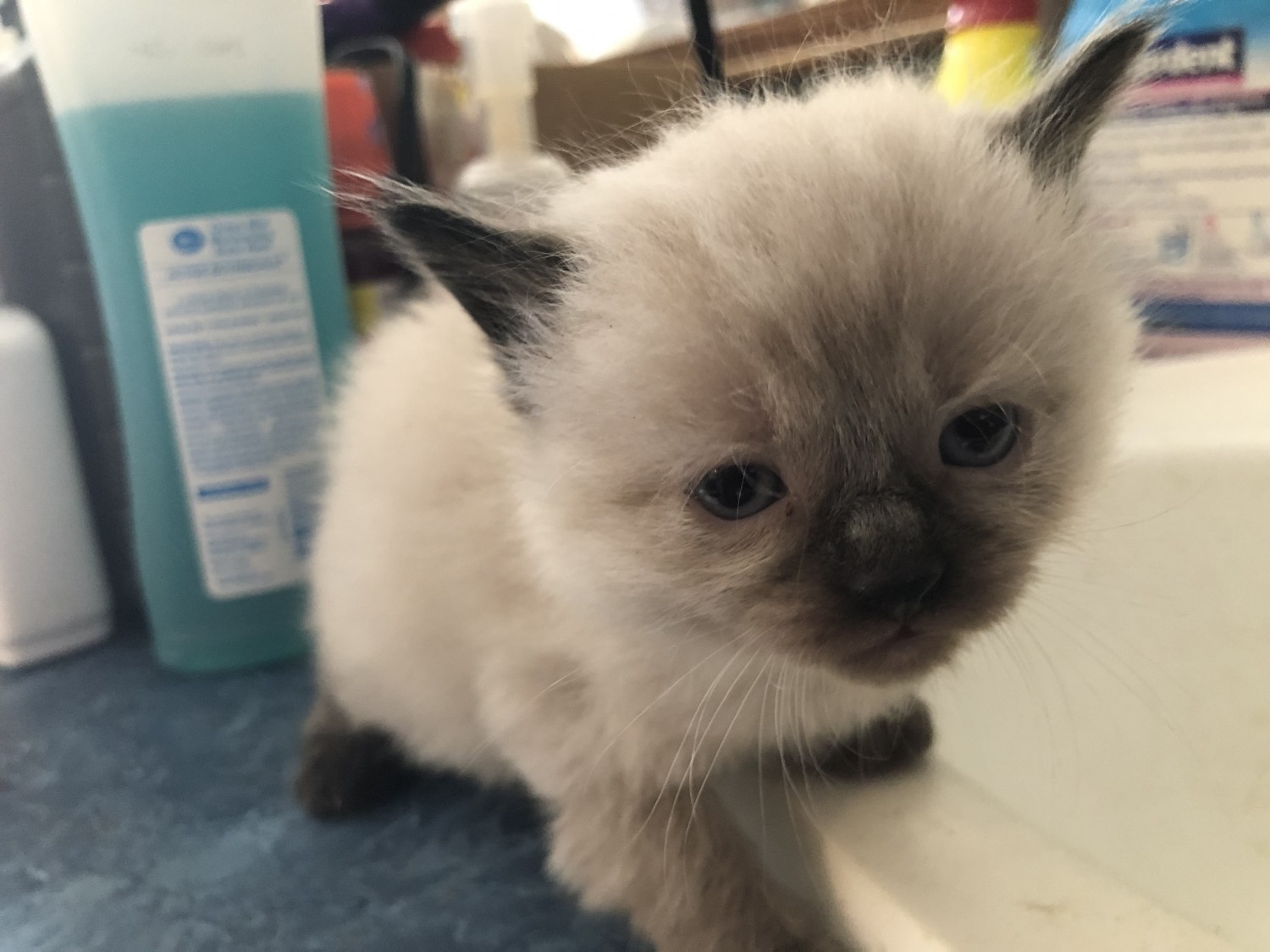 "Ragdoll" Cats For Sale | Maryville, TN #356519 | Petzlover