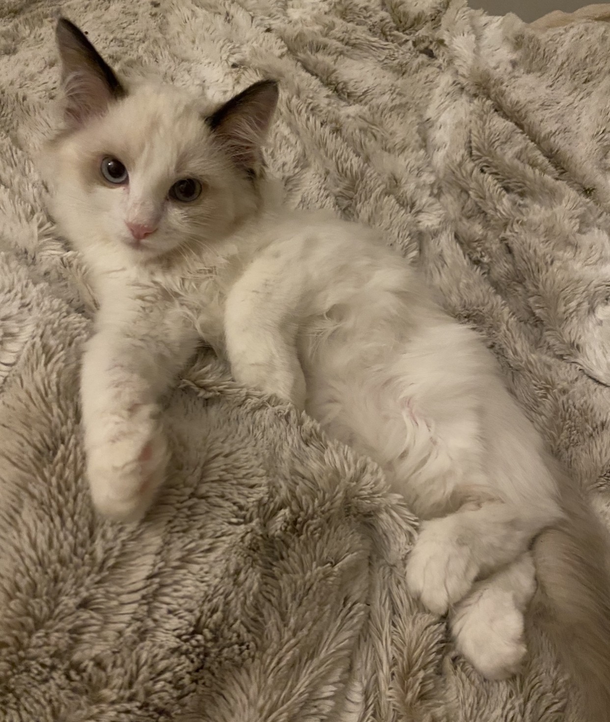 Ragdoll Cats For Sale | Tarzana, CA #363160 | Petzlover