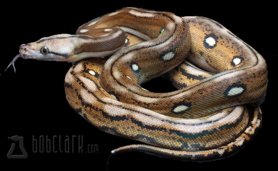 Reticulated python Reptiles For Sale | Overland Park, KS #75936
