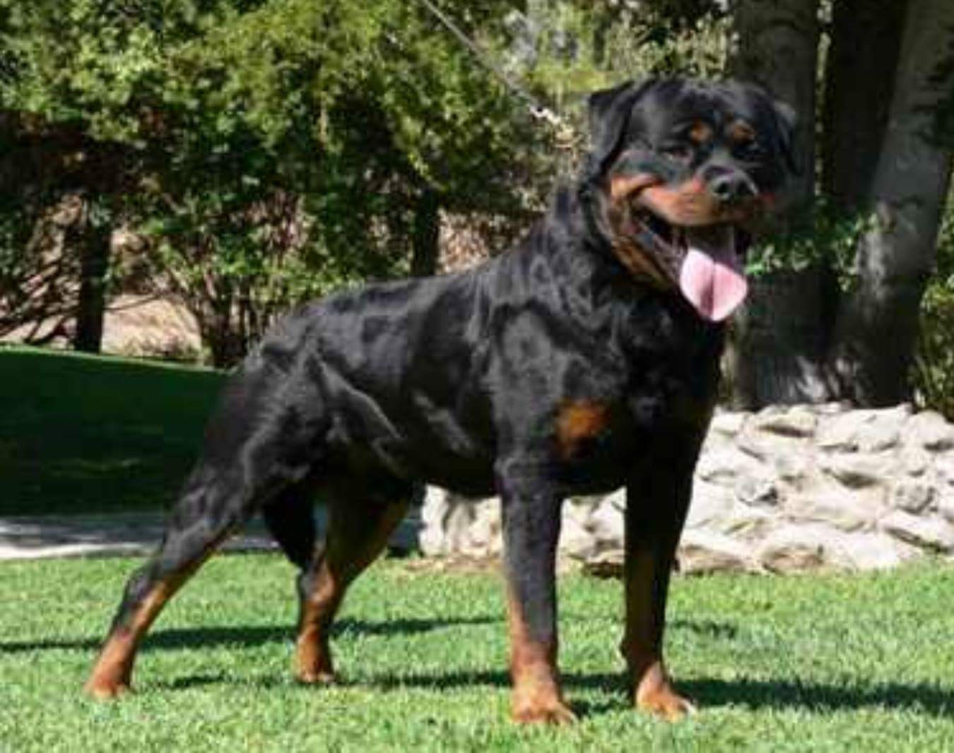Rottweiler Puppies For Sale | Polk City, FL #189456