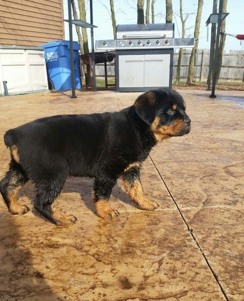 Rottweiler Puppies For Sale | Denver, CO #241453 | Petzlover
