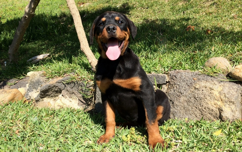 Rottweiler Puppies For Sale | San Diego, CA #248514