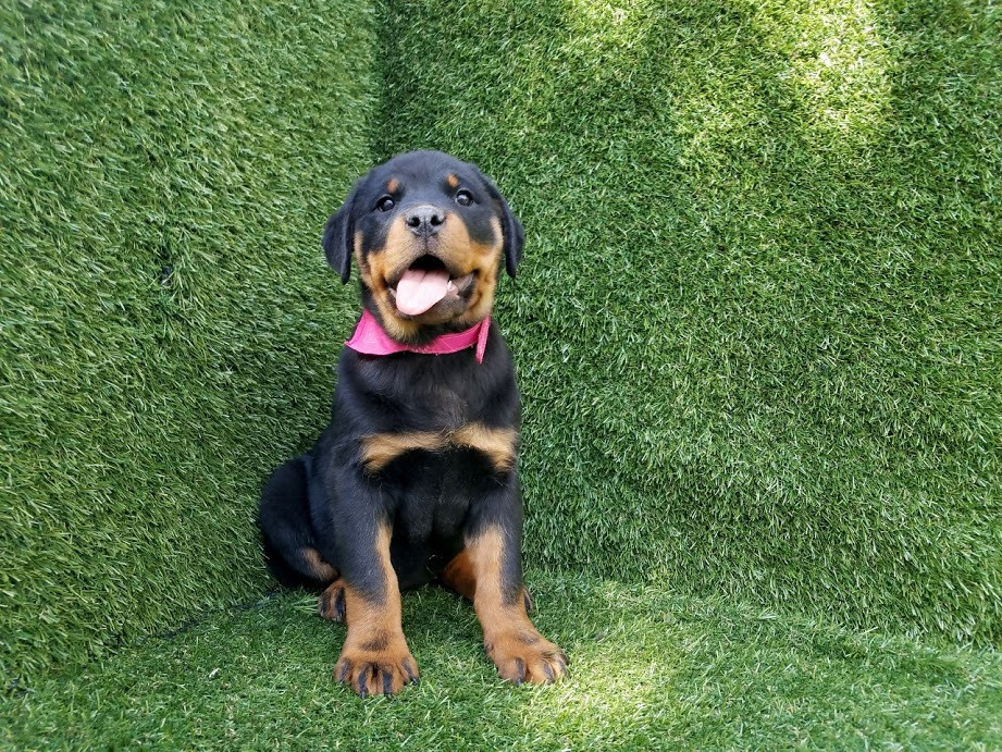 Rottweiler Puppies For Sale | San Diego, CA #265171