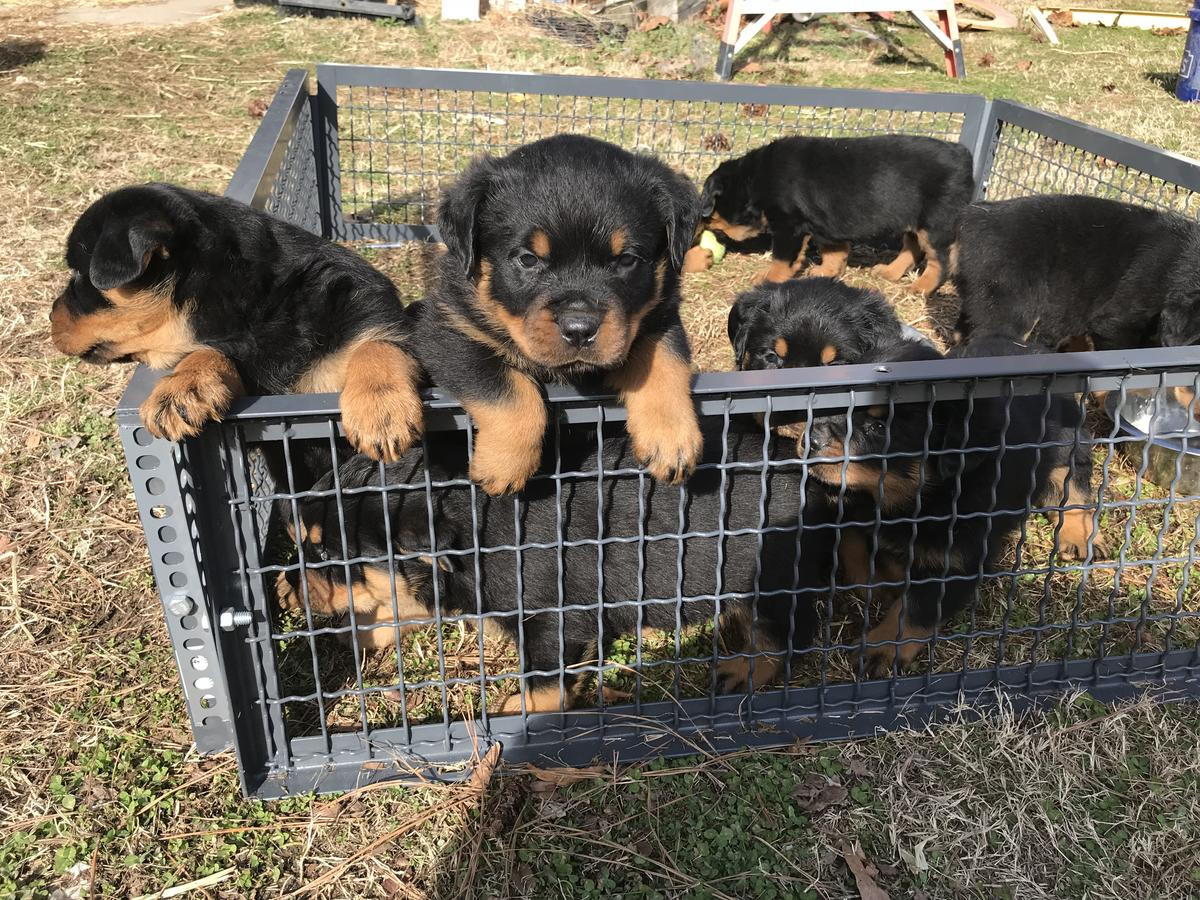 Rottweiler Puppies For Sale | Dallas, TX #269556 | Petzlover