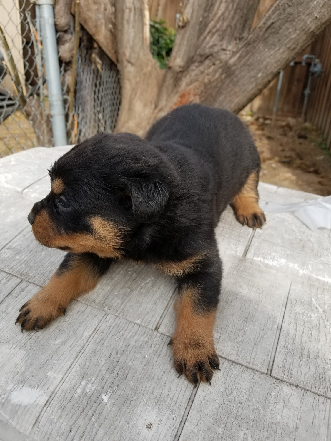 Rottweiler Puppies For Sale | Dallas, TX #287869 | Petzlover