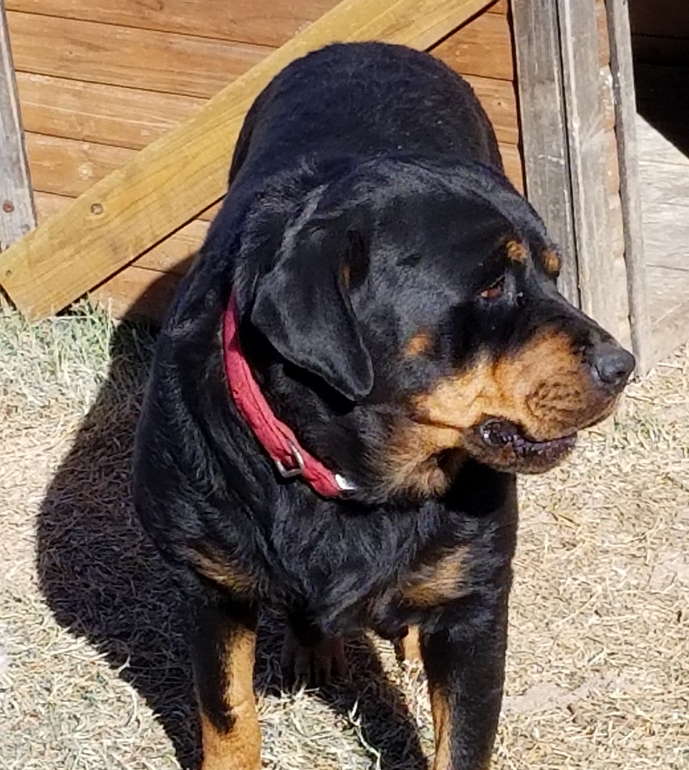 Rottweiler Puppies For Sale | Dallas, TX #287869 | Petzlover