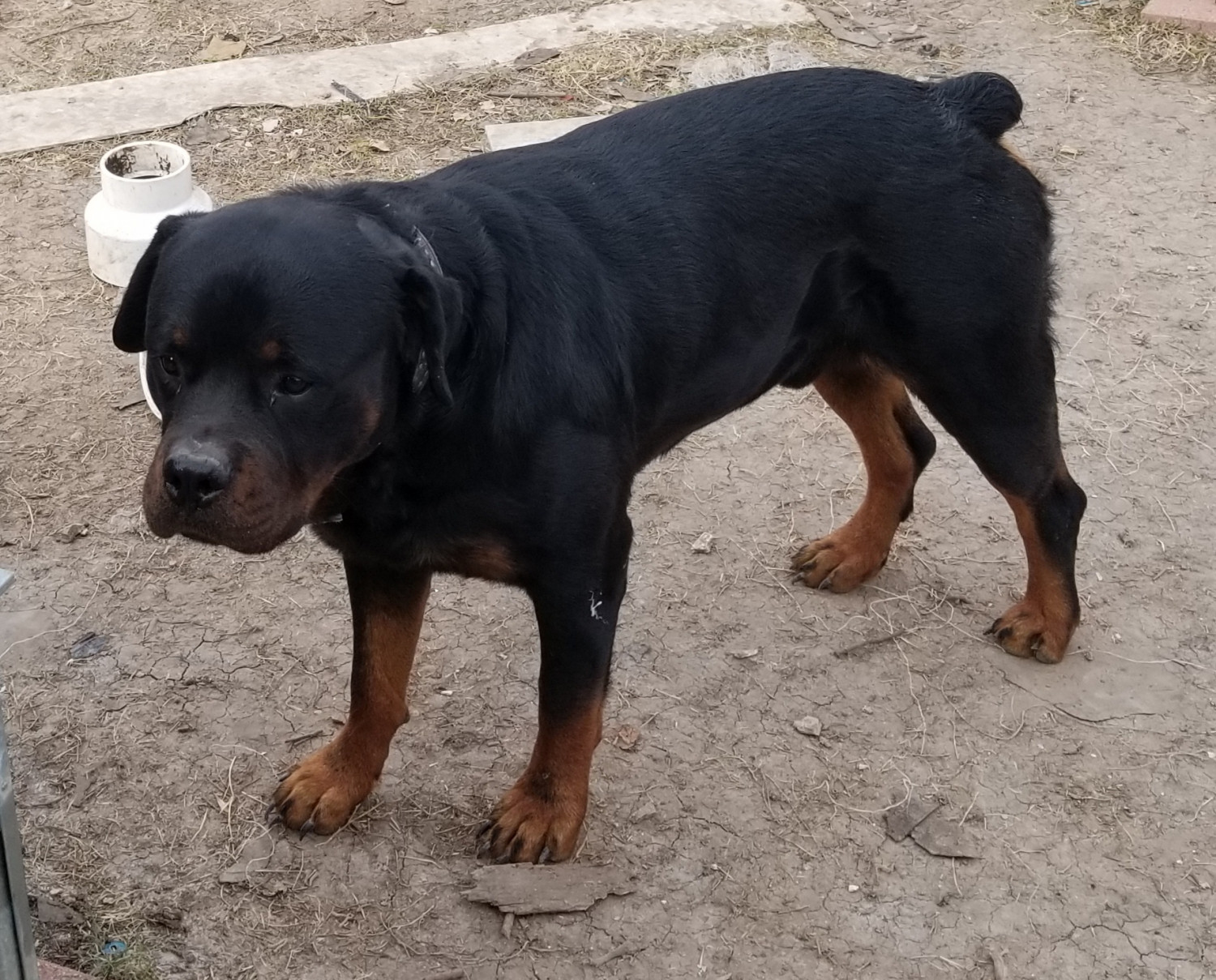 Rottweiler Puppies For Sale | Dallas, TX #287869 | Petzlover