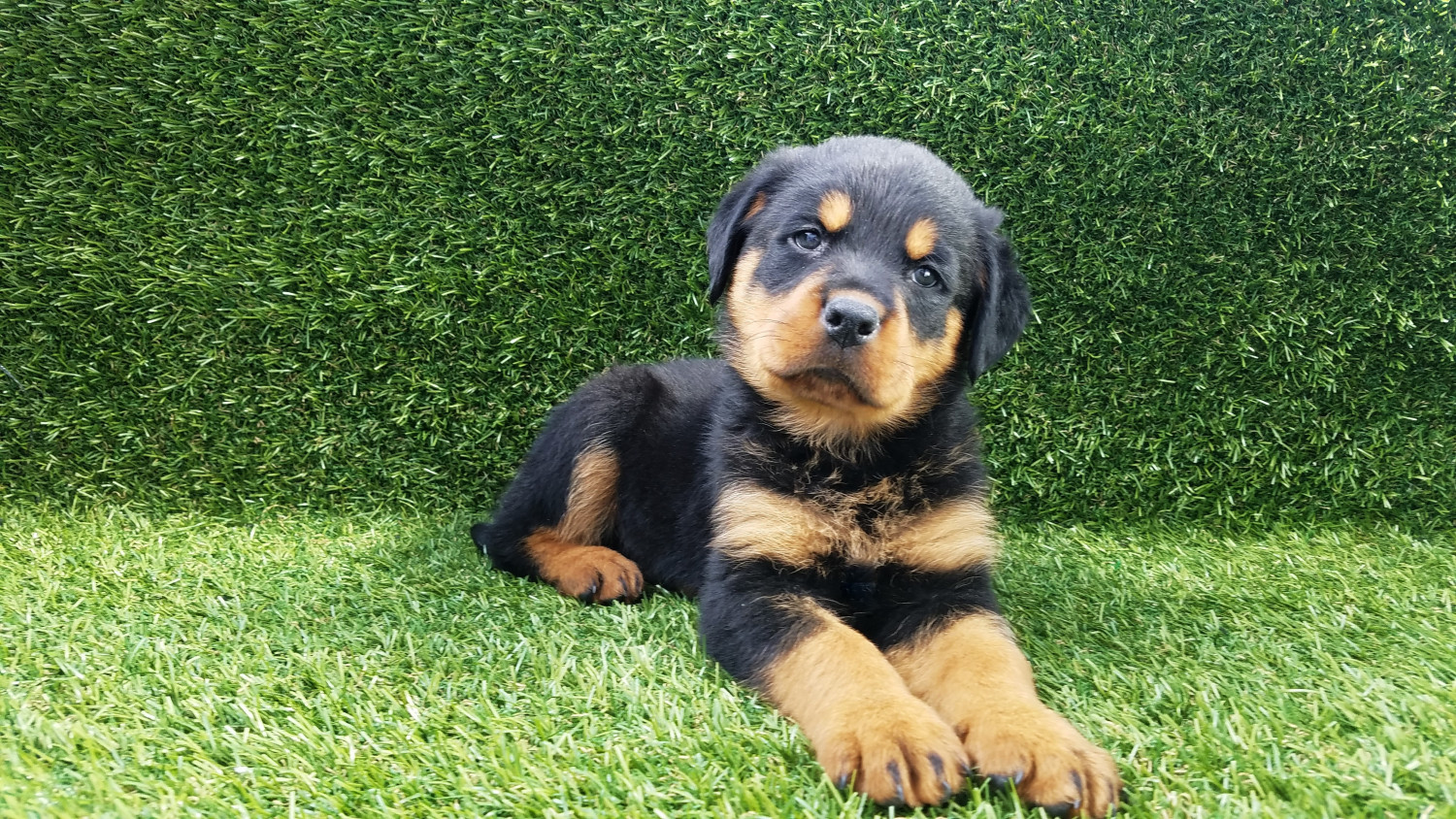 Rottweiler Puppies For Sale | Thousand Oaks, CA #289918