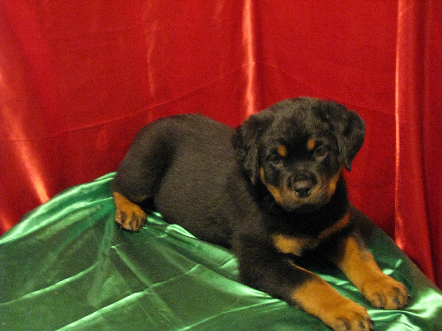 Rottweiler Puppies For Sale | Saint Paul, MN #318551