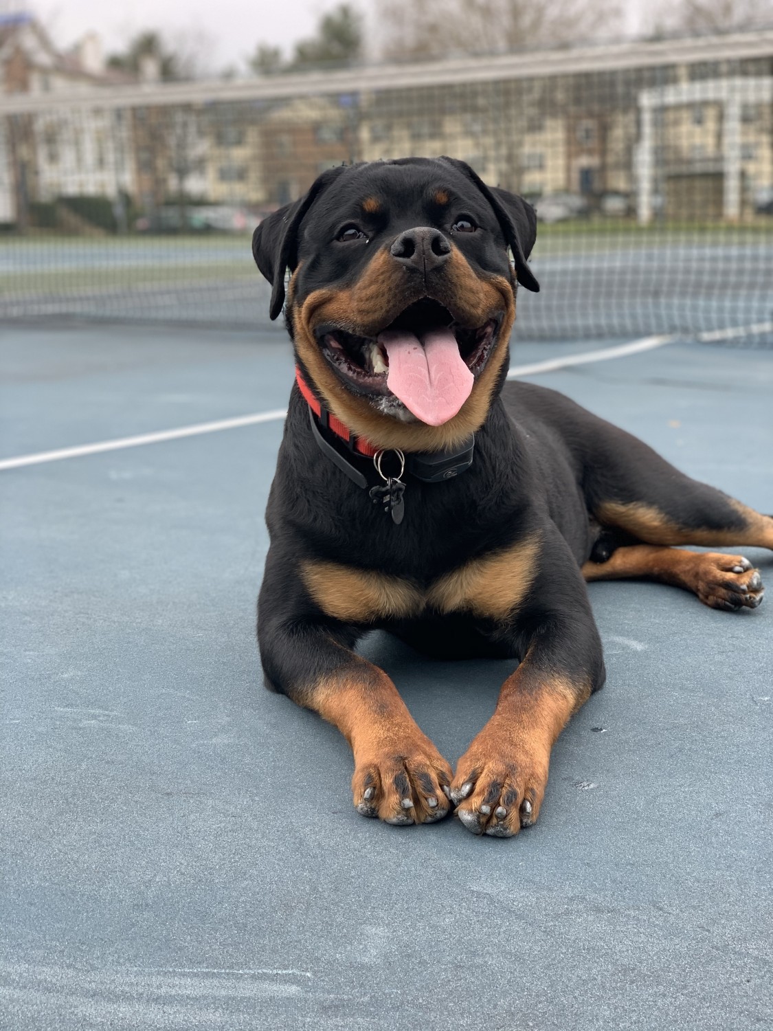 Rottweiler Puppies For Sale | Leesburg, VA #327447