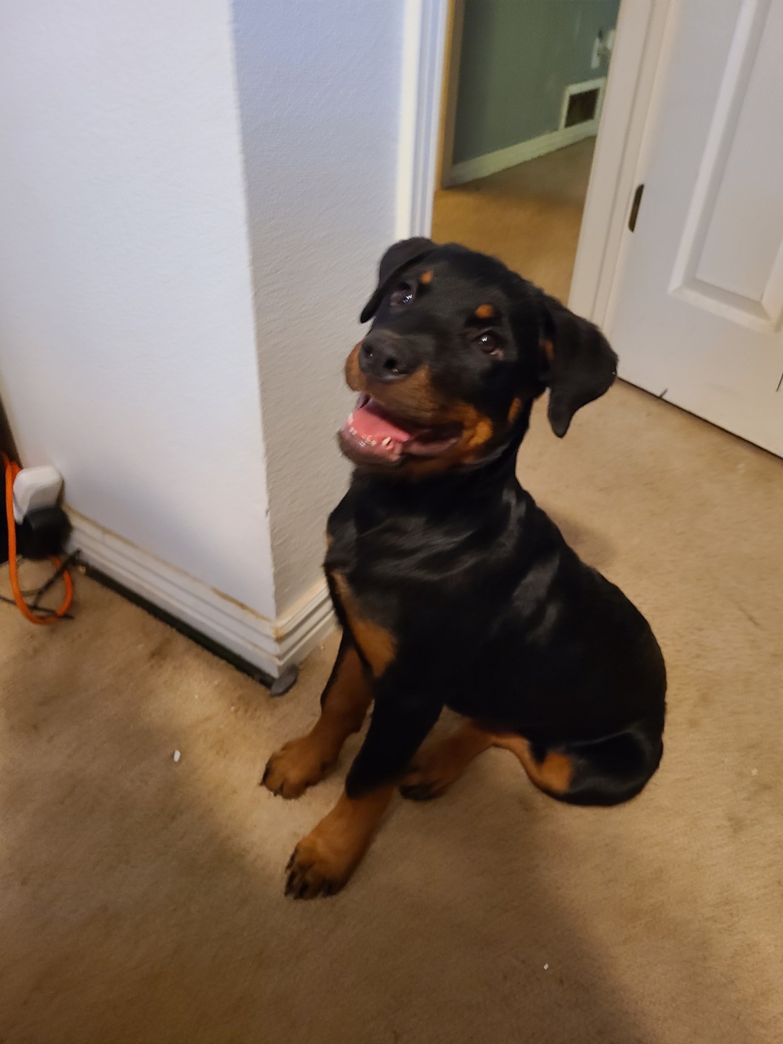 Rottweiler Puppies For Sale | Colorado Springs, CO #332827