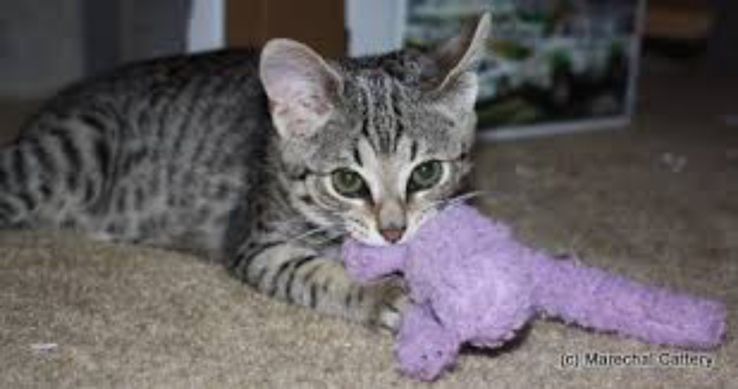 Viverral vs Safari - Breed Comparison | MyCatBreeds