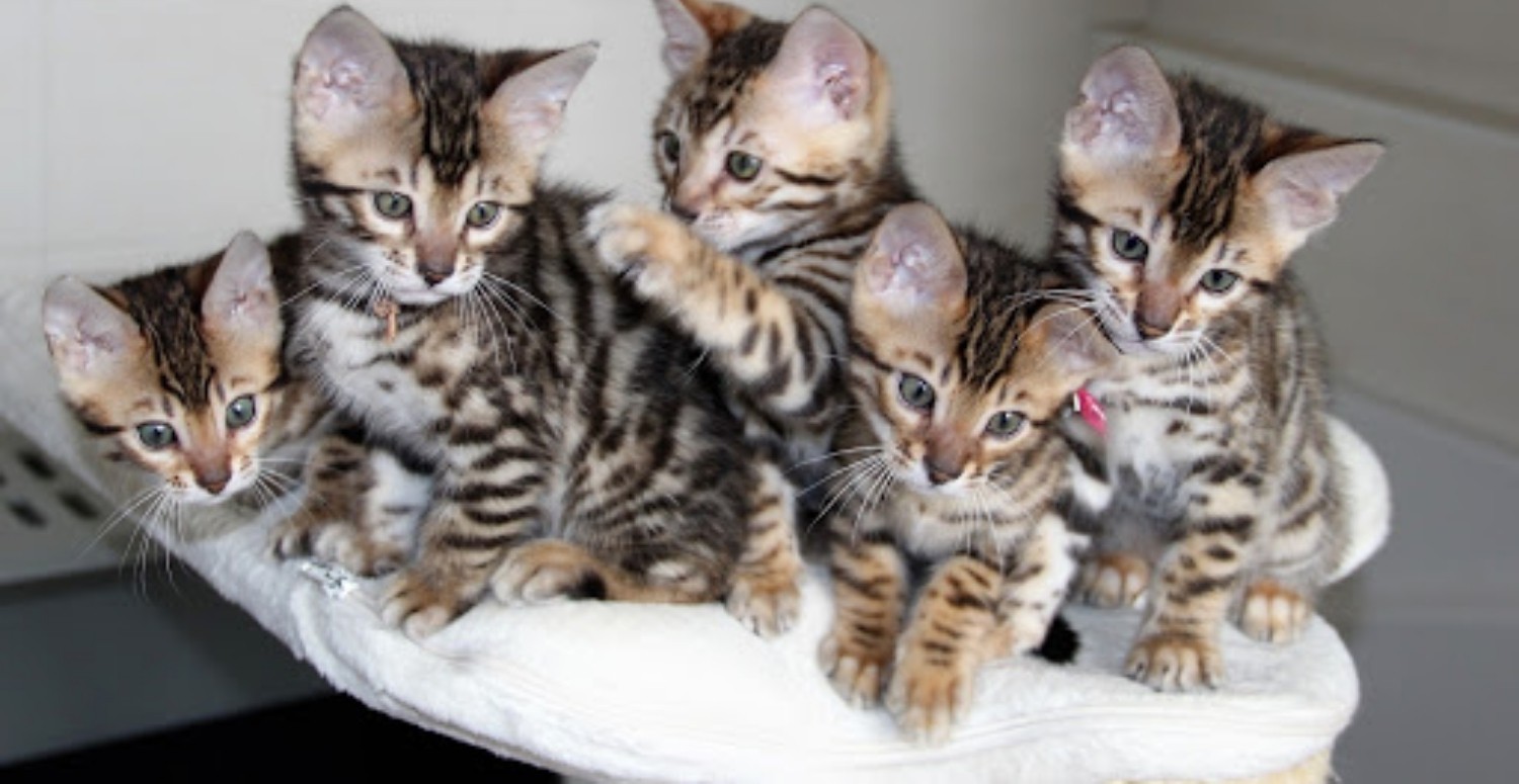 Viverral vs Safari - Breed Comparison | MyCatBreeds