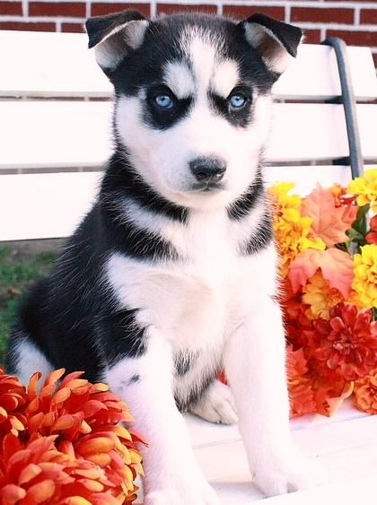 Sakhalin Husky Puppies For Sale | Abu Dhabi, ABU-DHABI #68025