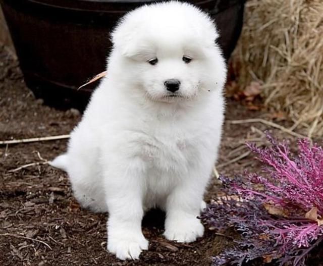 Samoyed Puppies For Sale | Des Moines, IA #90821 | Petzlover