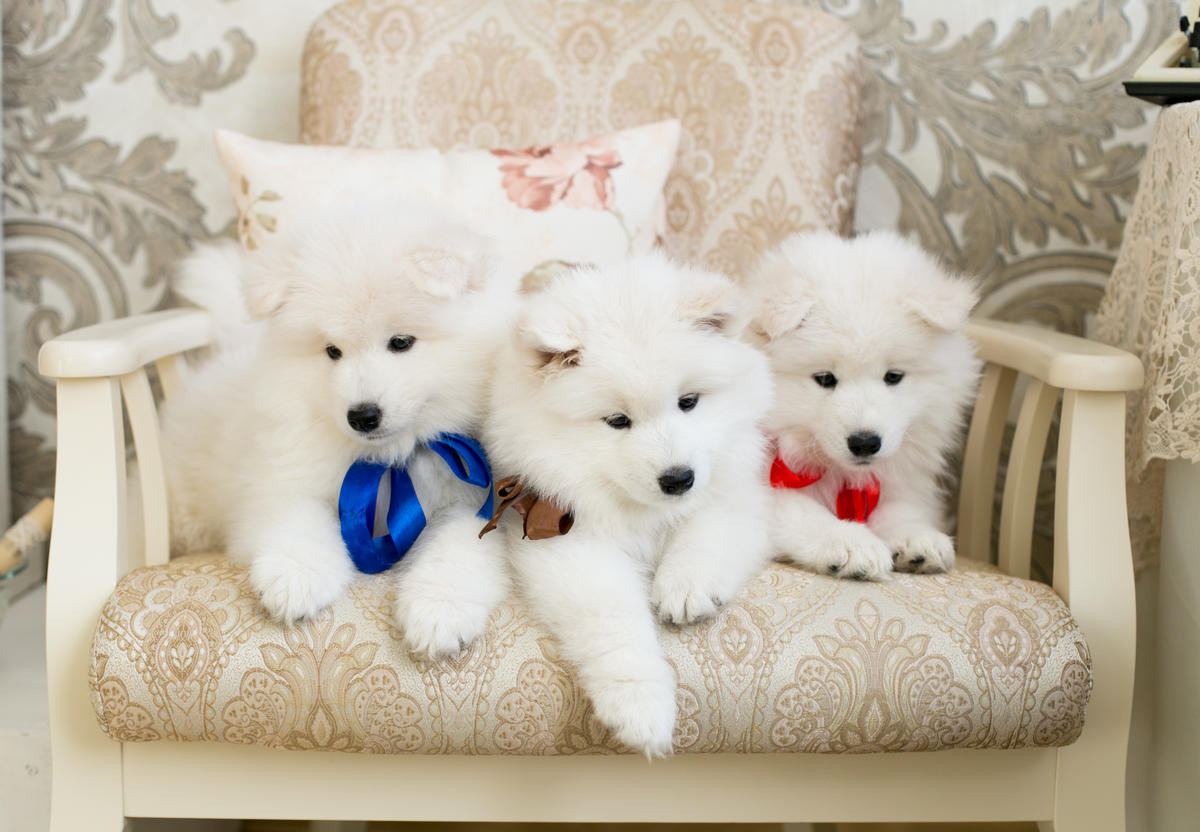Samoyed Puppies For Sale | Phoenix Country Club, AZ #272097
