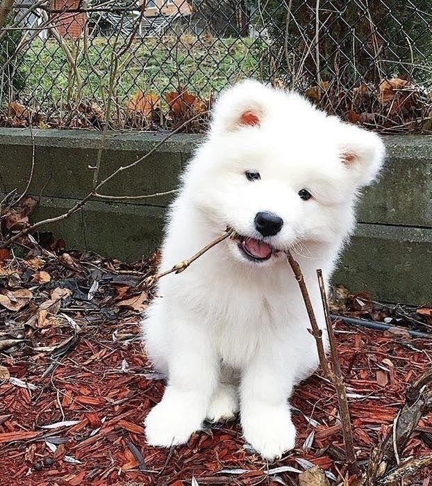 Samoyed Puppies For Sale | Dallas, TX #286101 | Petzlover