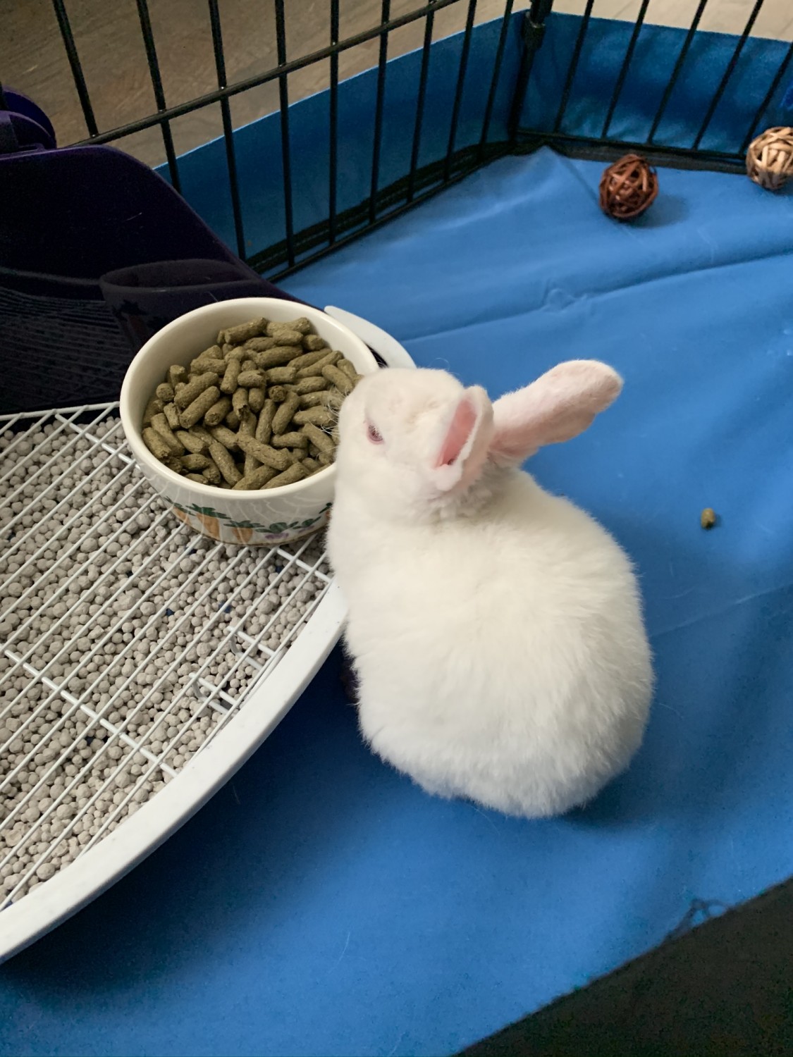 San Jose Brush Rabbit Rabbits For Sale | McCormick Drive, Lower Allen ...