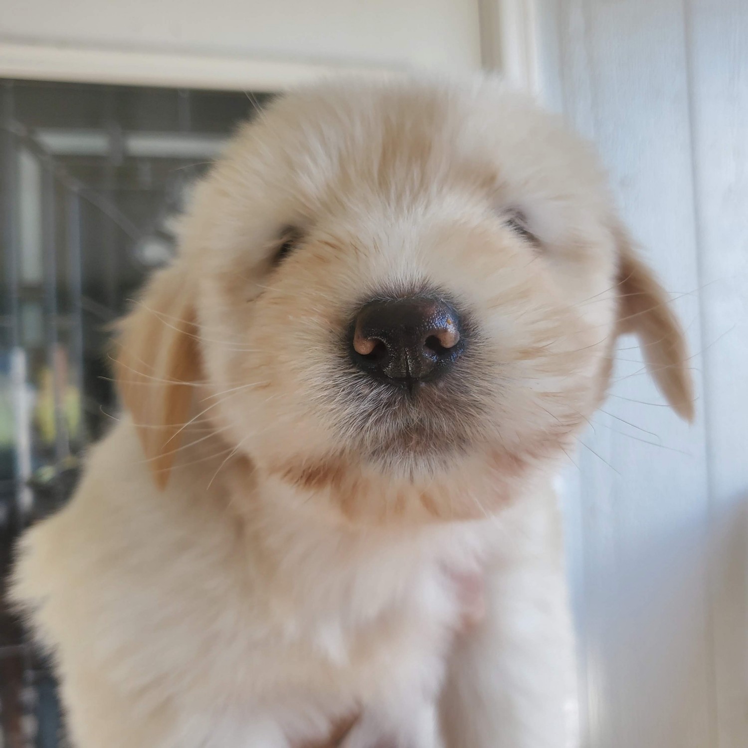 Sapsali Puppies For Sale | Lynnwood, WA #379239 | Petzlover