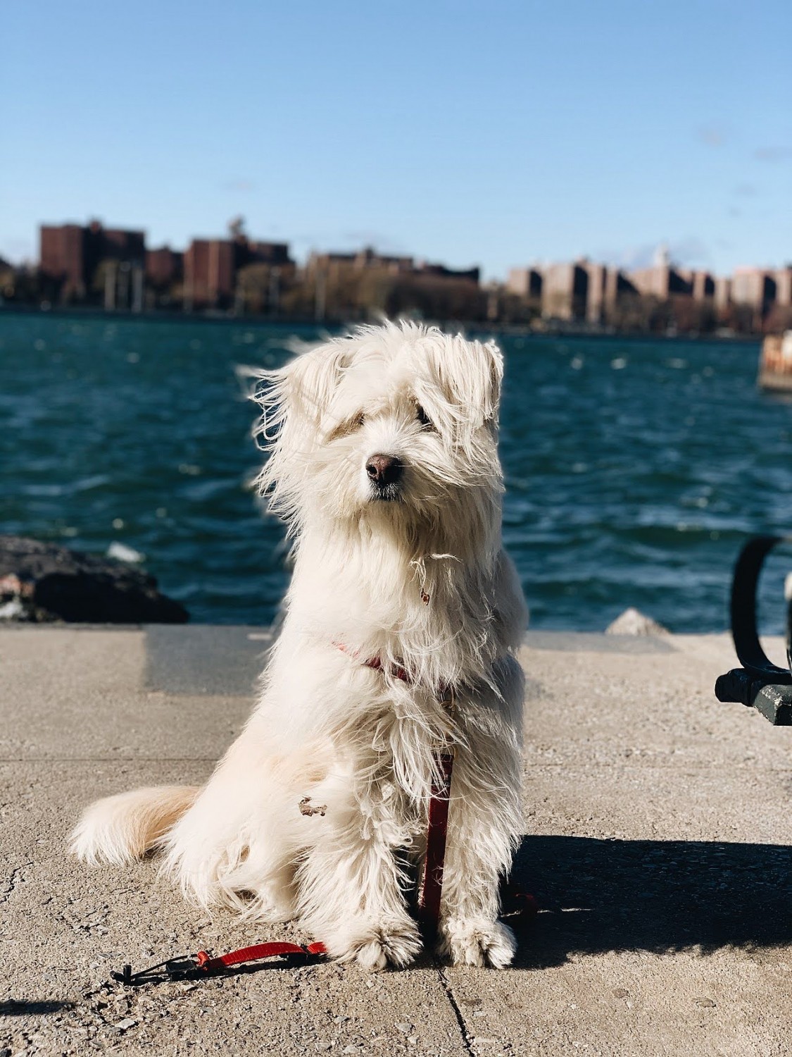 Sapsali Puppies Photos | Petzlover