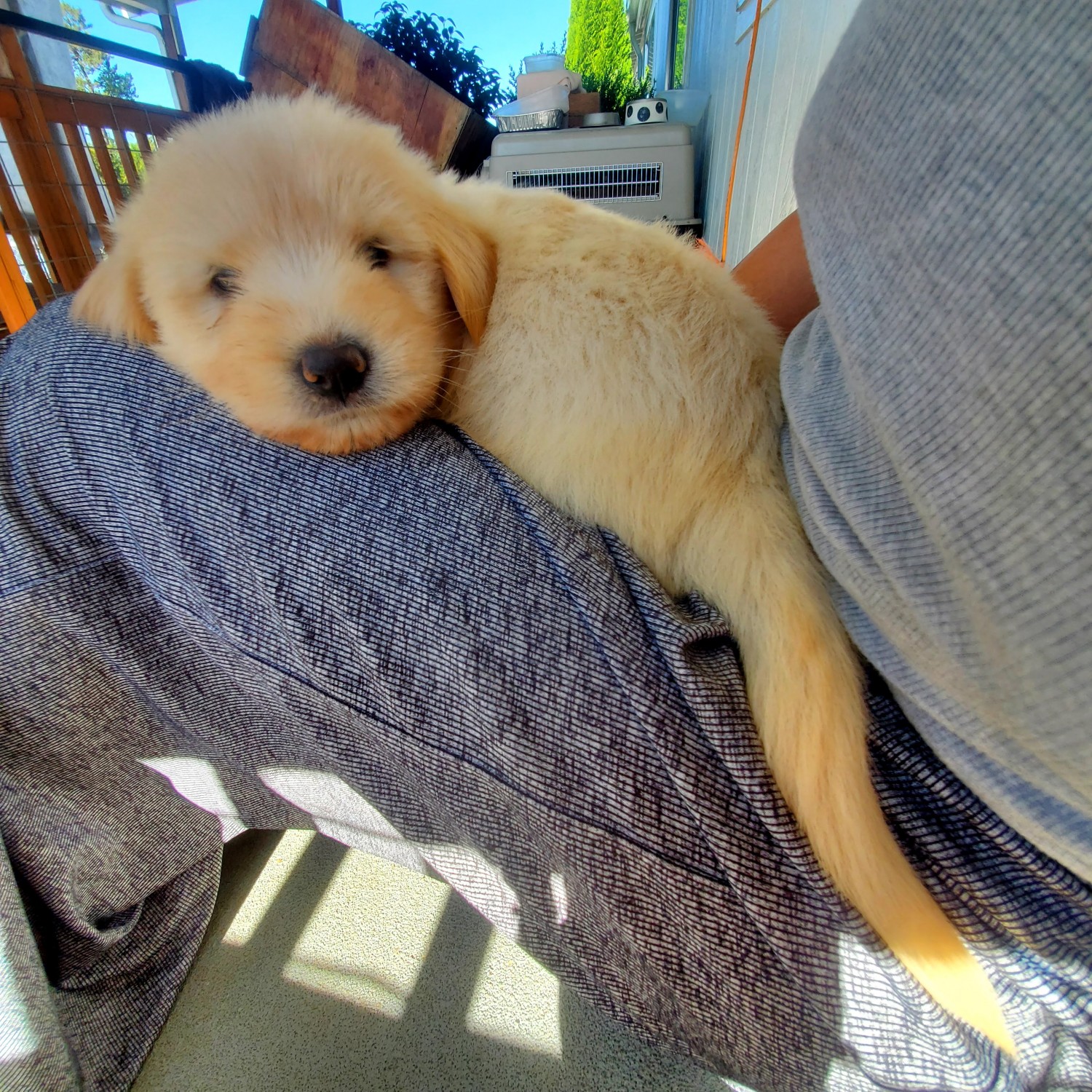 Sapsali Puppies For Sale | Lynnwood, WA #379239 | Petzlover