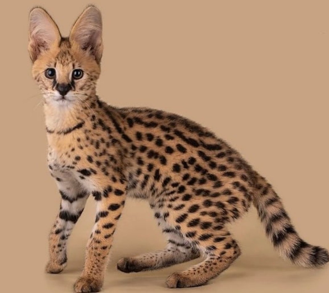 Savannah Cats For Sale | Southeast Washington, DC #456830