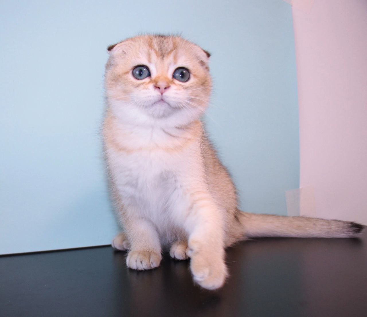 Scottish Fold Cats For Sale | Dallas-Fort Worth Metropolitan Area, TX ...