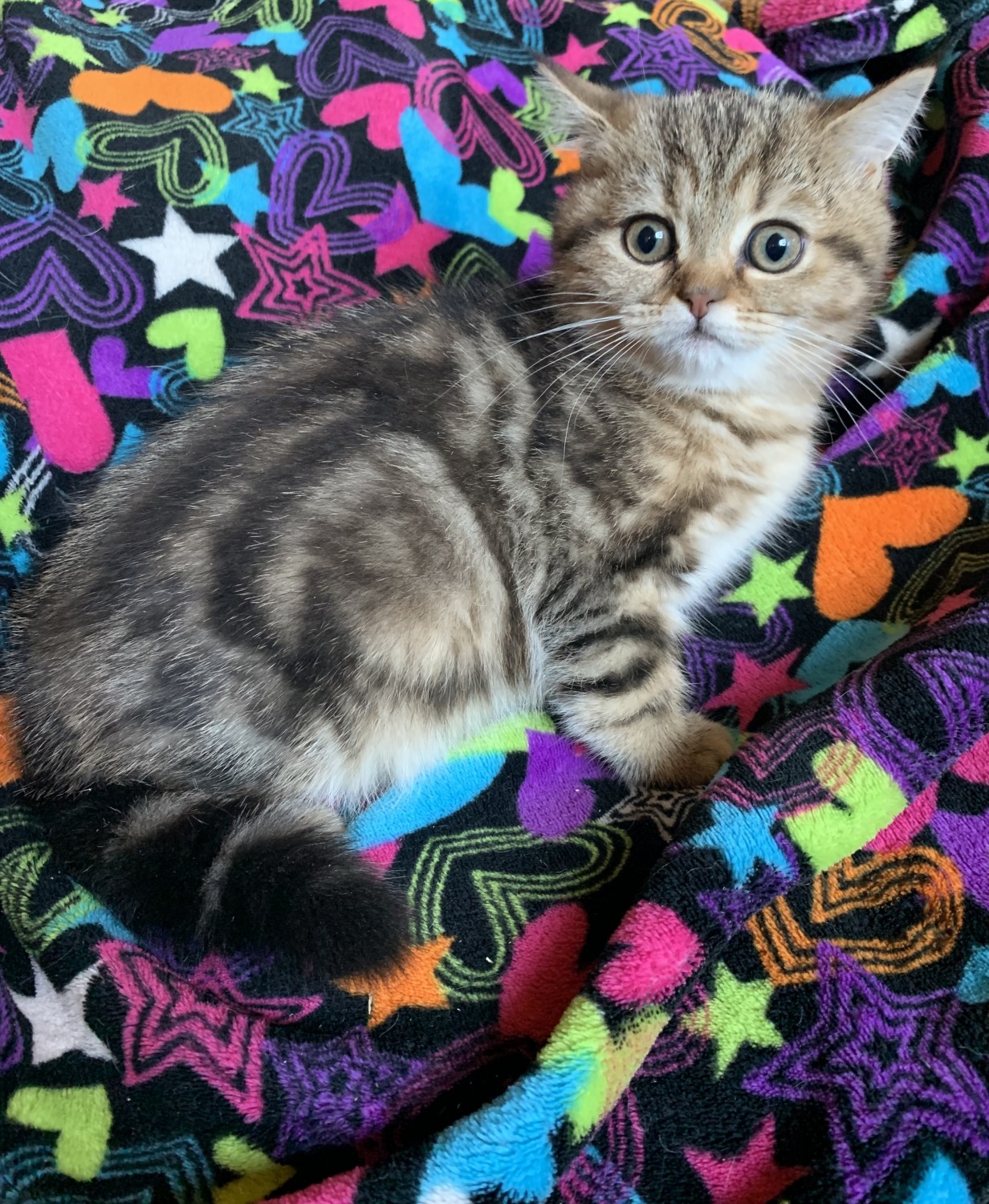 Scottish Fold Cats For Sale | Falcon, CO #539945 | Petzlover