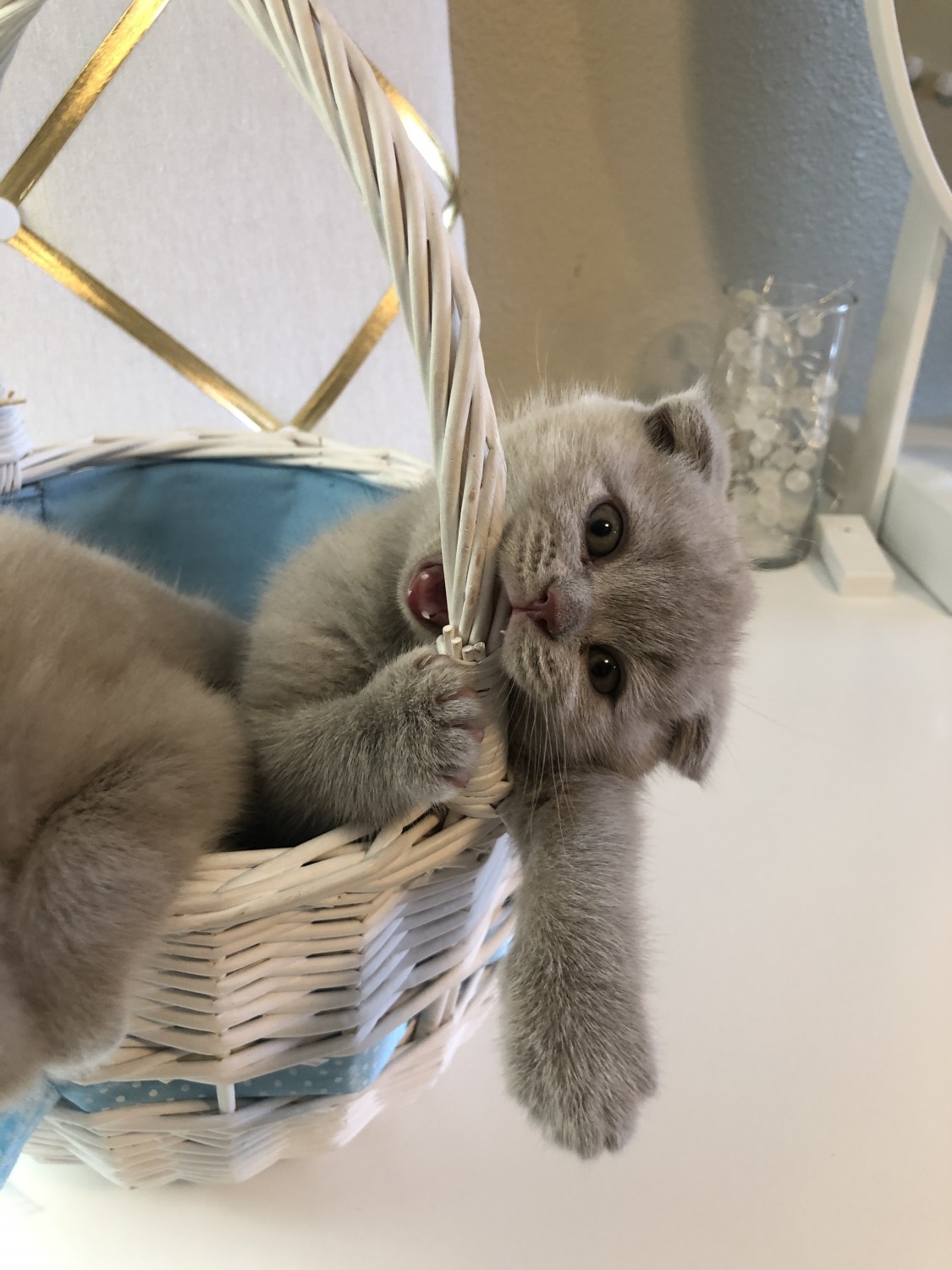 Scottish Fold Cats For Sale | Everett, WA #307199