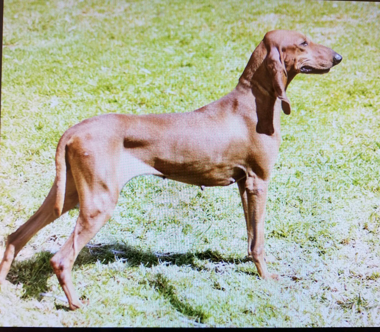 Segugio Italiano Puppies For Sale | North Tonawanda, NY #242058