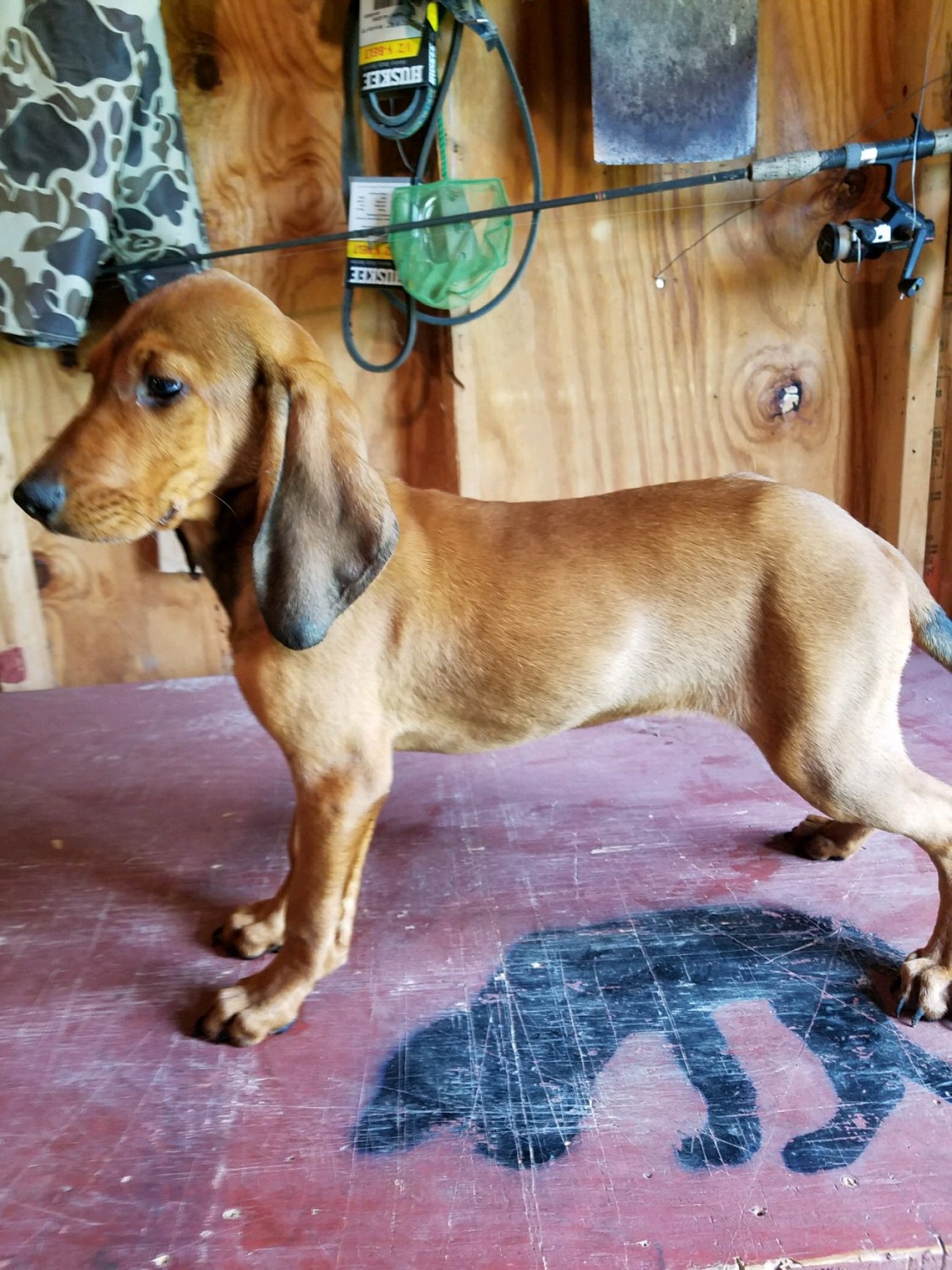 Segugio Italiano Puppies For Sale | North Tonawanda, NY #249334