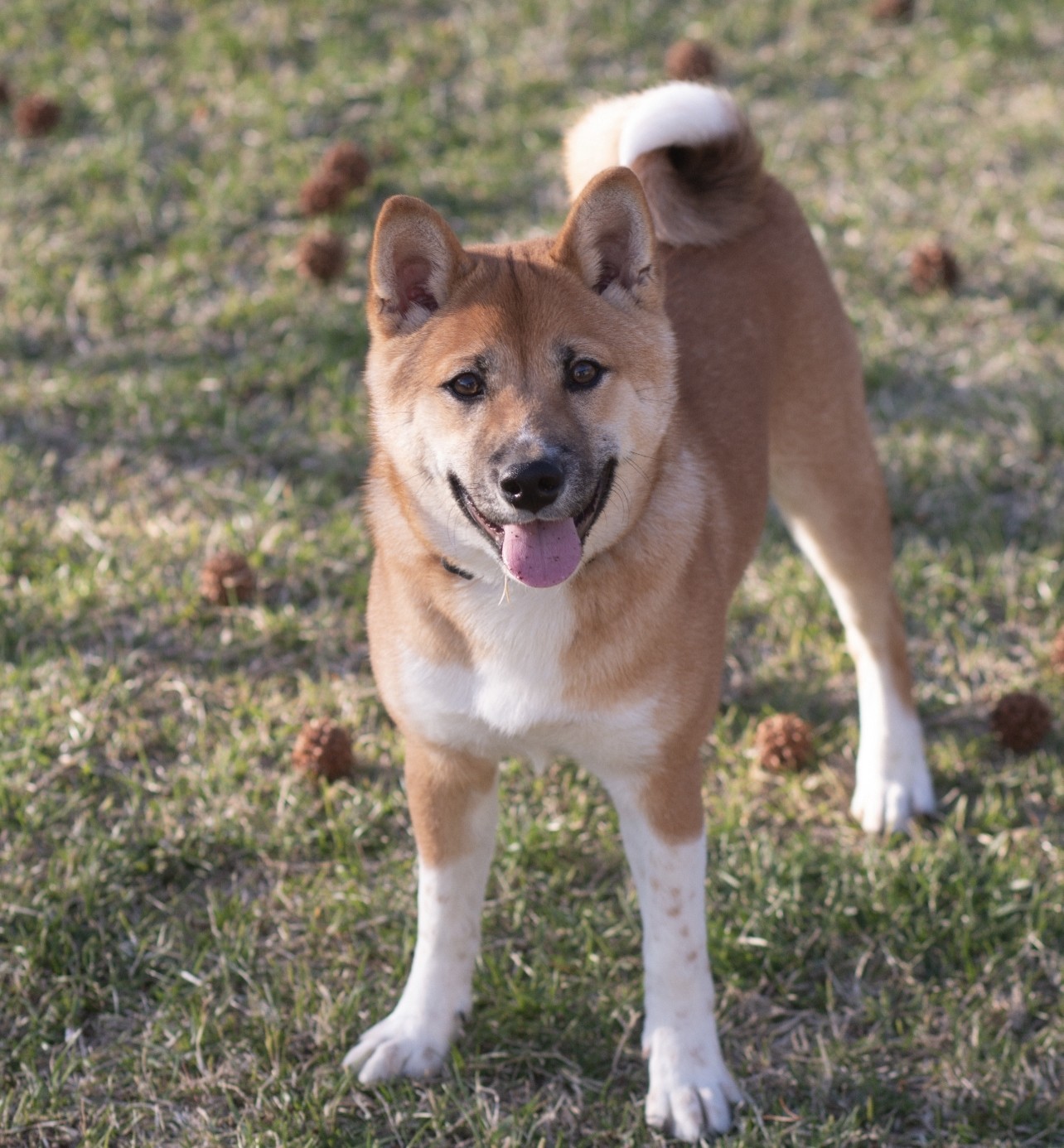 Shiba Inu Puppies For Sale | St. Louis, MO #438265