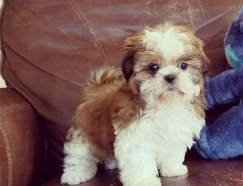 Shiba Inu Puppies For Sale | Houston, TX #183661 | Petzlover