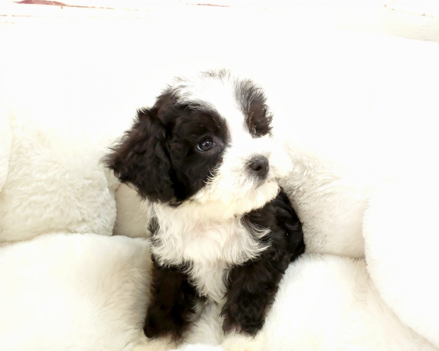 Shih-Poo Puppies For Sale | Orange County, CA #283452