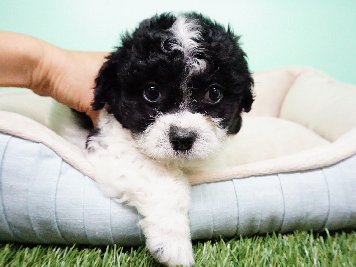Shih-Poo Puppies For Sale | Orange County, CA #287955