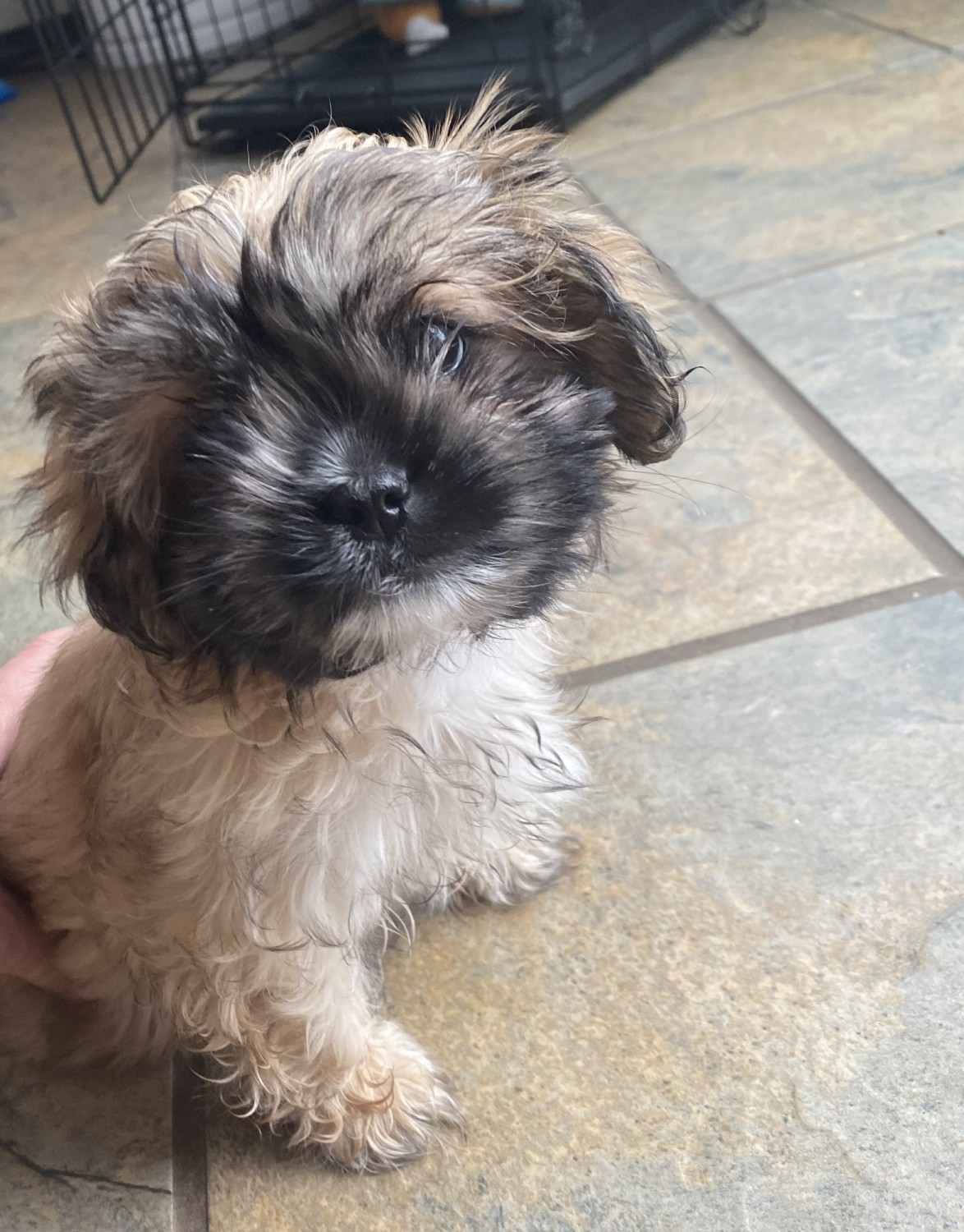 Shih-Poo Puppies For Sale | Huntington, NY #317140
